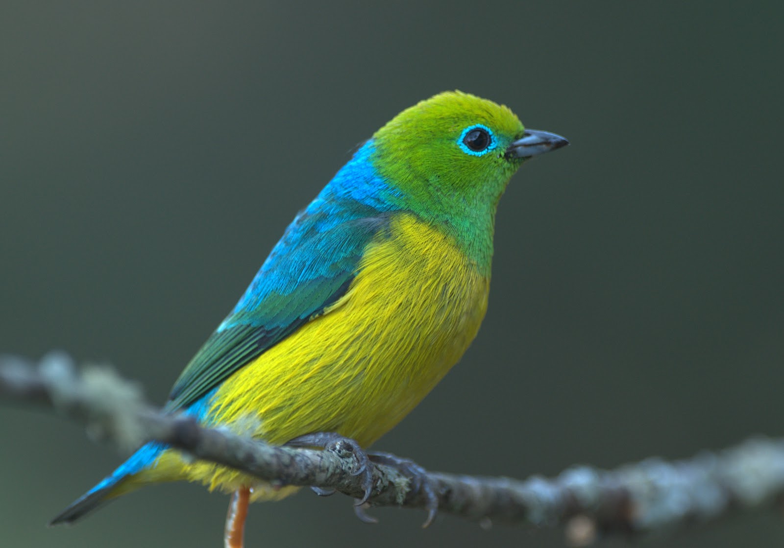 Blue-naped Chlorophonia (Chlorophonia cyanea) - Ryan Maigan Birds