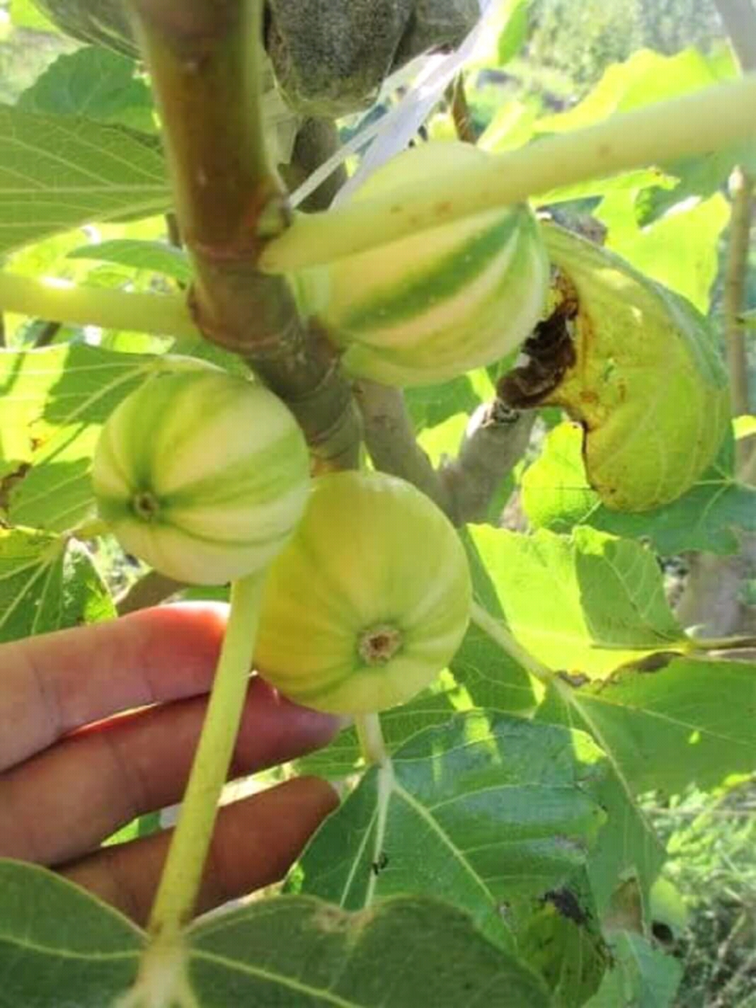 Rigato Popone Fig - Var Tin