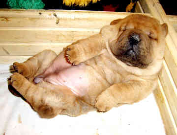 Funny Animals: Funny Shar Pei, Shar Pei