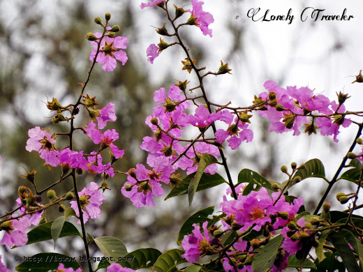 Jarul ful (জারুল ফুল) - Lagerstroemia speciosa