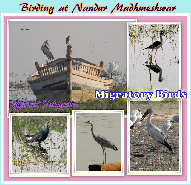 OffBeat Sahyadri: Sky Observation and Birding tour to Nandur ...