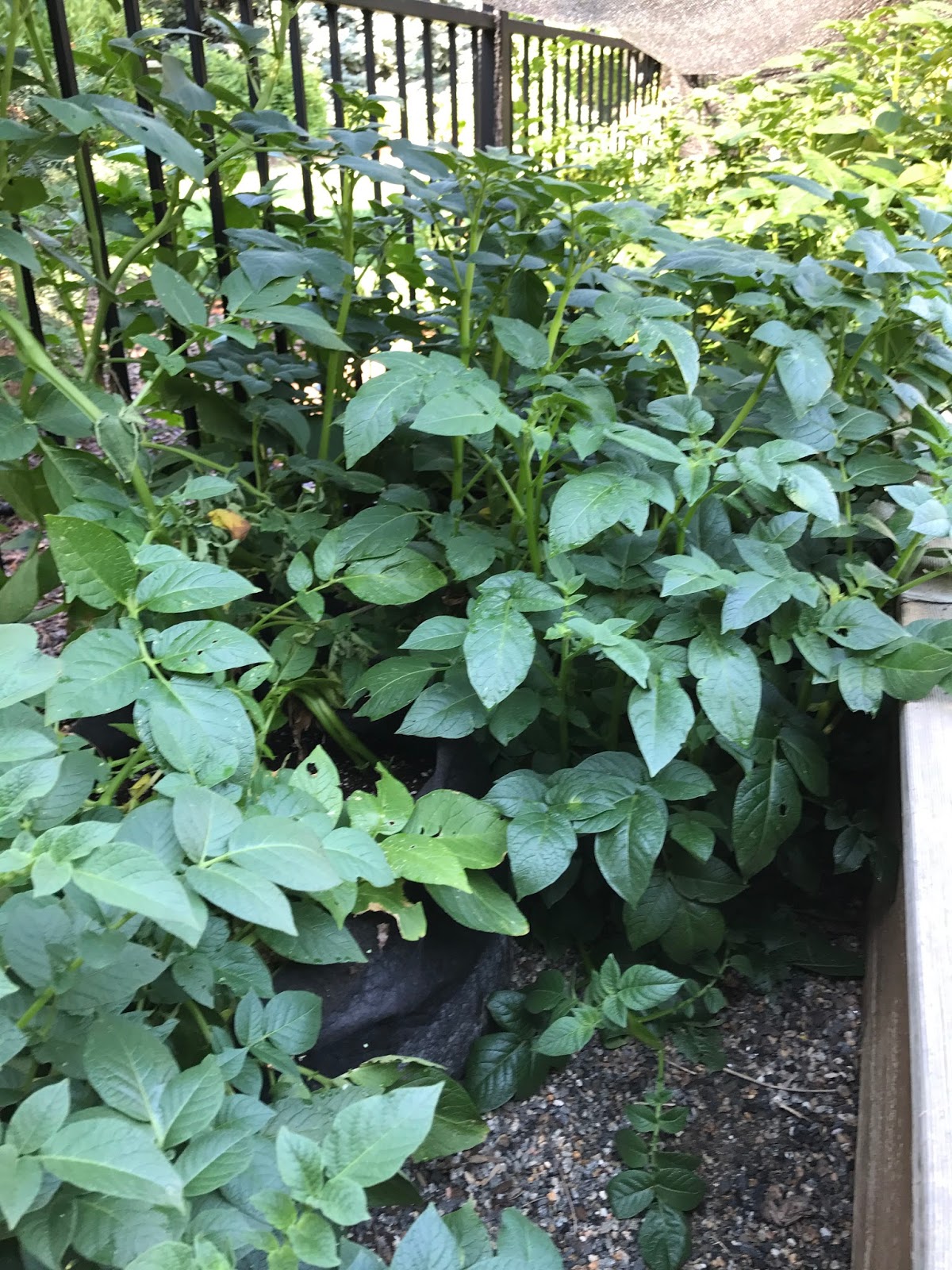 Colorado Garden Punch List - Betty Cahill: Smart Pots Grow Smart Plants