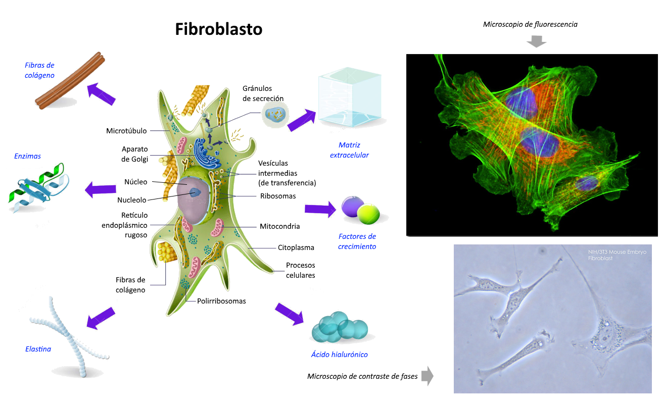 B.log.ia 2.0: El nivel tisular