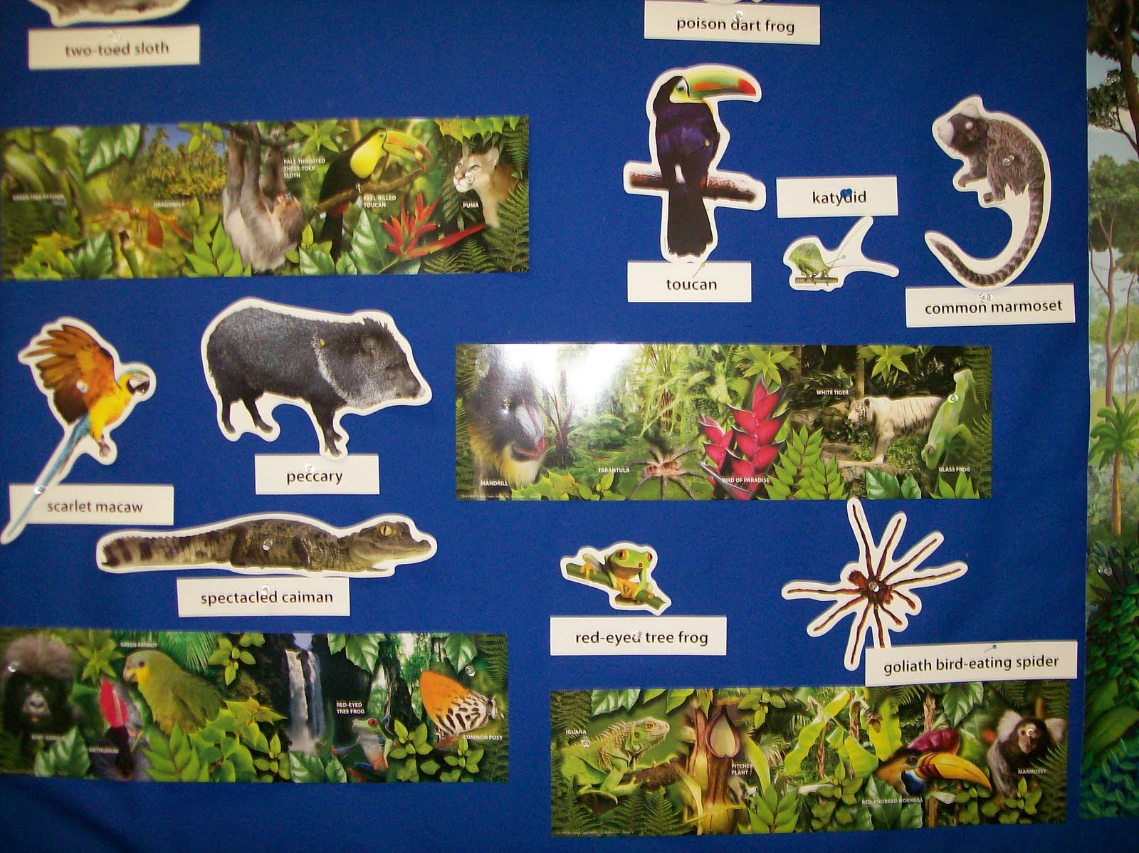 Booky4First: The Rainforest/Non-Fiction study