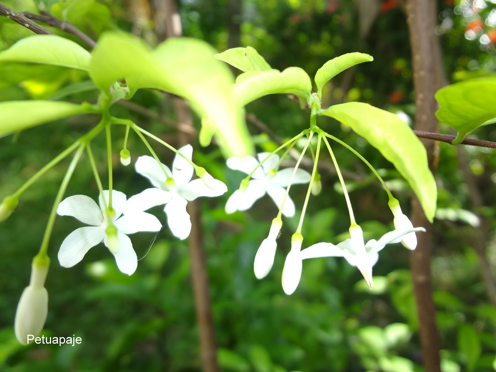 Petuapaje.blogspot.com: Harum Mewangi Di Taman Pinggir Rumah Ku