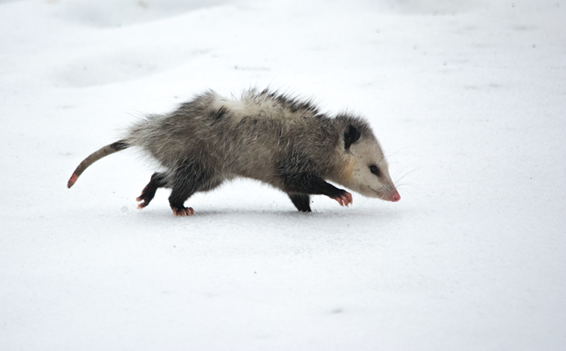 Ozark Grace: School's Out!