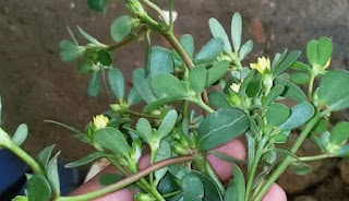 √ Manfaat Daun Krokot Untuk Lovebird Agar Tampil Gacor Dan Rajin Bunyi ...