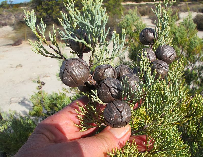 Esperance Wildflowers: Callitris columellaris - White Cypress Pine
