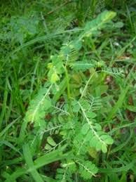 About our Environment: keelanelli (Tamil) - Phyllanthus niruri (Herbal ...