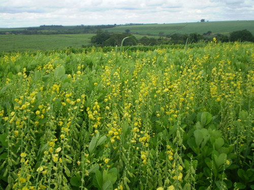 Flowers: Crotalaria