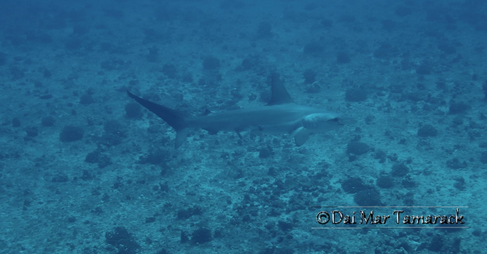 Capturing the Moment: Hammerhead Shark Dive in Hawaii