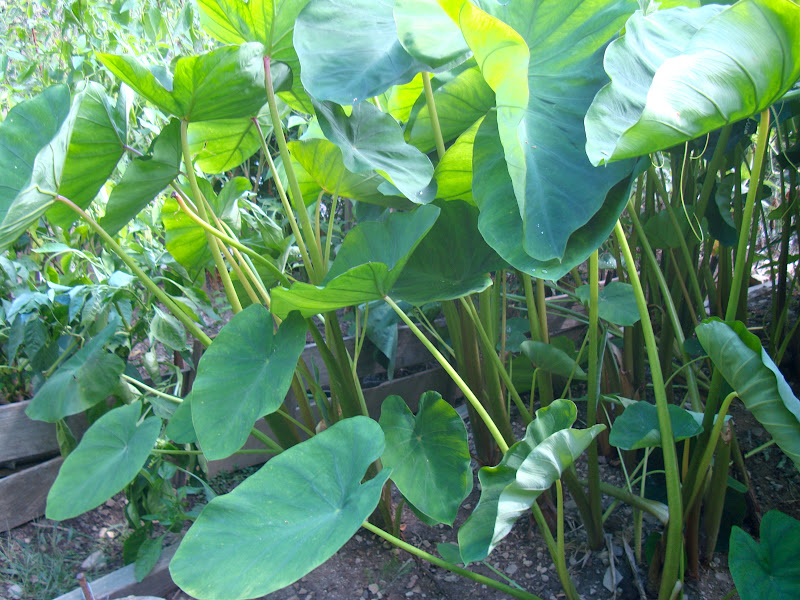 Taste of Nepal: Karkalo-Gaava-Pidhaalu - Taro (कर्कलो-गाभा-पिँडालु)