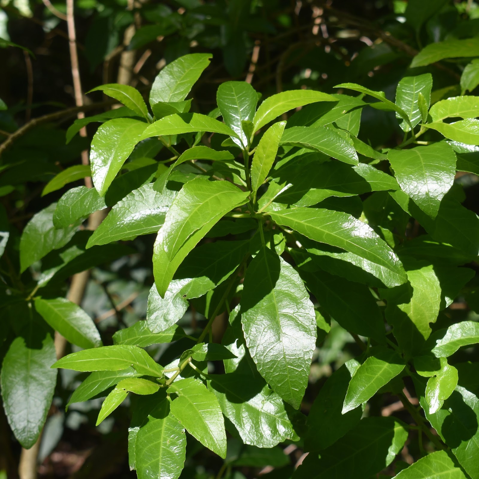 Try growing: Brittlewood (Claoxylon australe) | Growing Illawarra Natives