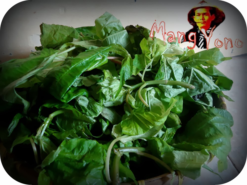 Manfaat dan Khasiat dari daun pohpohan (Pilea melastomoides)