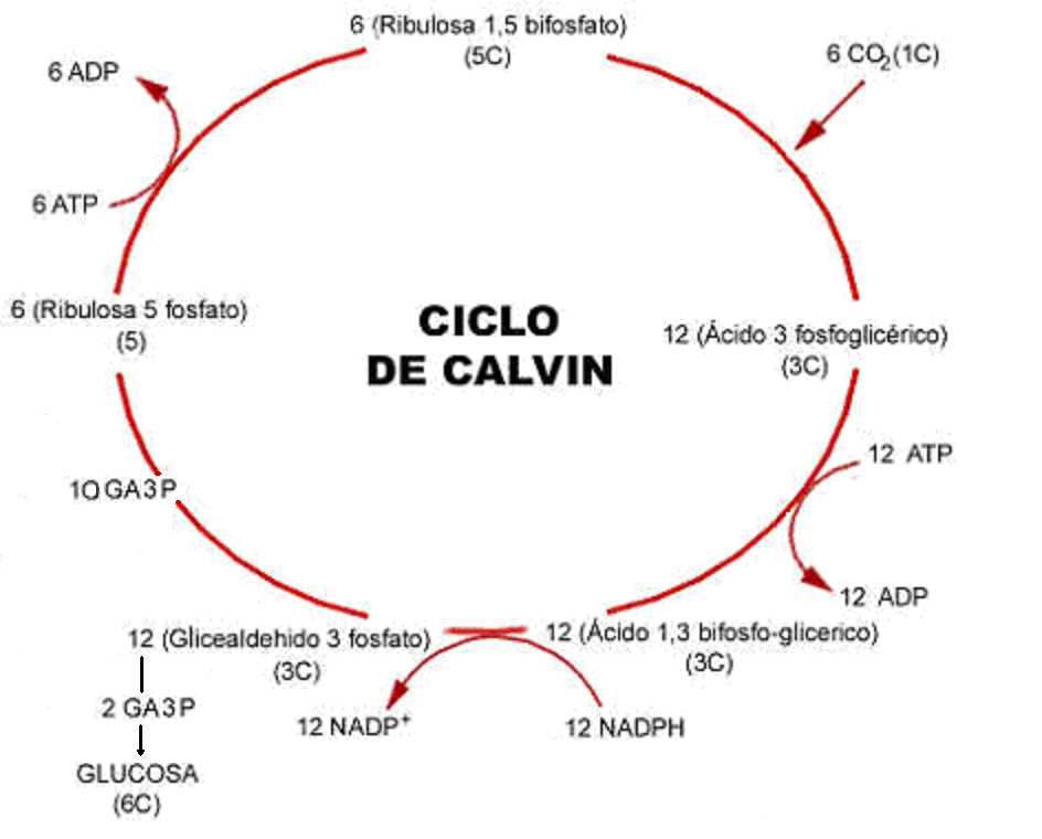 BIOLOGÍA - ICP PROGRAMA OFICIAL - ESTUDIANTES DE Xº Y XIº: TEMA 5 ...