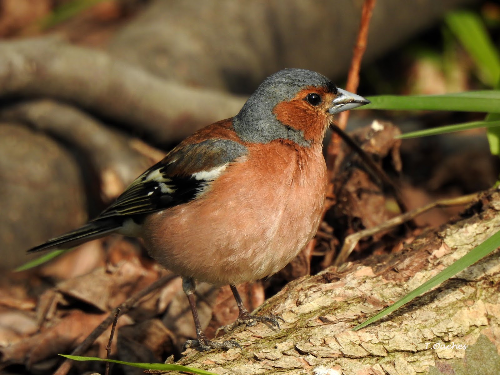 PASARI DIN ROMANIA: CINTEZA, Fringilla coelebs