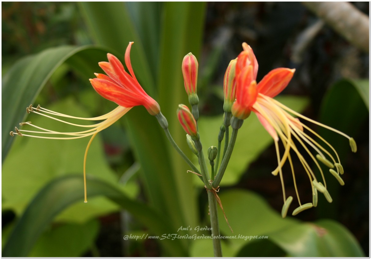 Southeast Florida Garden Evolvement: Another Lily from My Favorite Nursery!