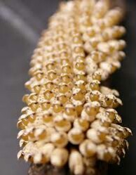 Phobia Pro: Trypophobia - hole phobia