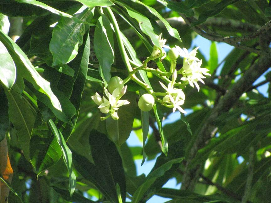 Flora and Fauna - Plants and Critters: More Plants / Flowers from Samoa