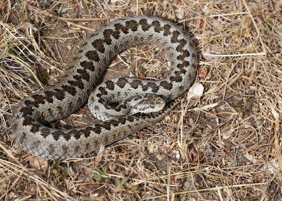genusvipera: Vipera ursinii