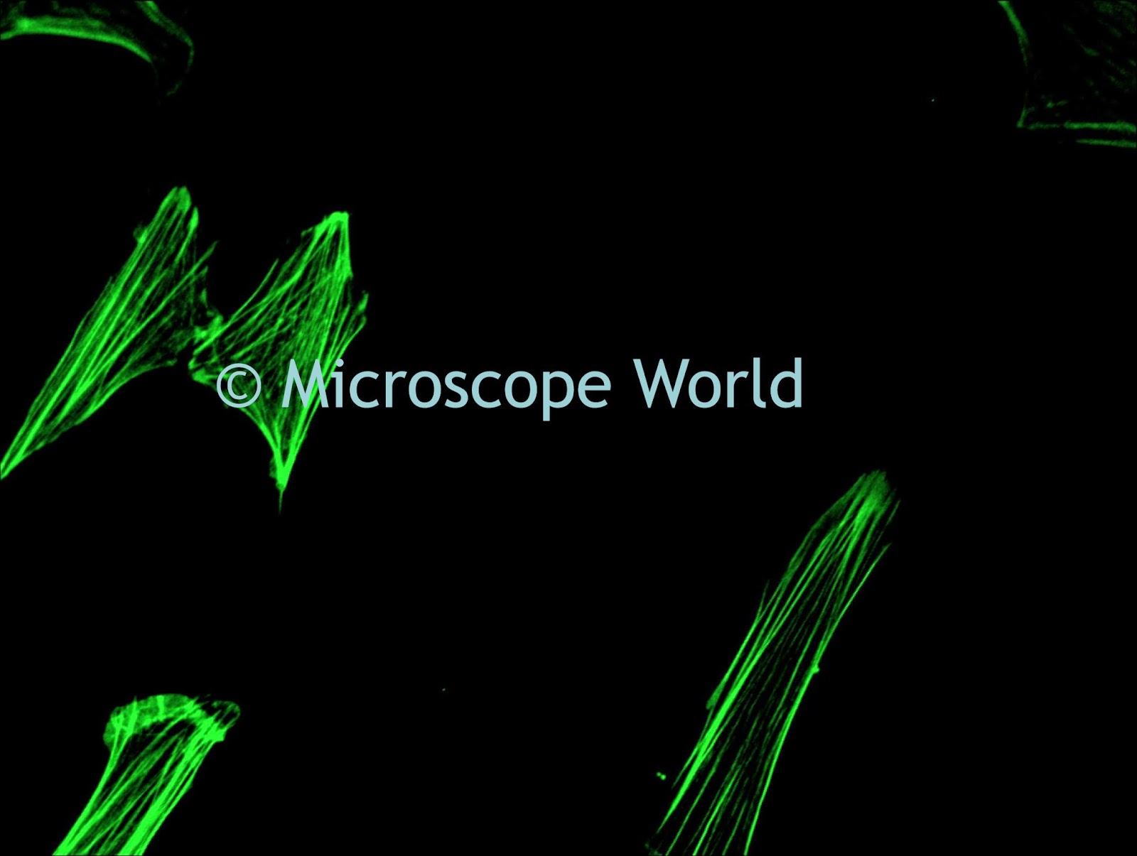 Microscope World Blog: Mouse Embryo under Fuorescence Microscope