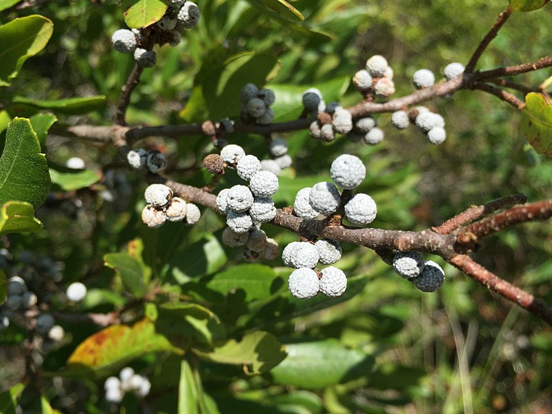 Stories from the Wigwam: Medicinal Monday - Beautiful Bayberry