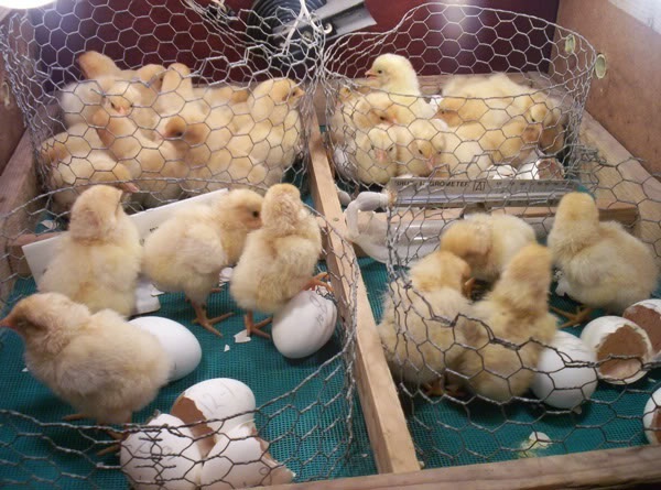 Java breeders: Java Breeding 101 part 2