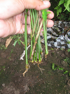 OTAK - ATIK ELEKTRONIK: Manfaat Daun Katu(k) dan Cara Unik ...