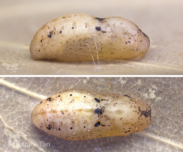 Butterflies of Singapore: Life History of the Common Hedge Blue