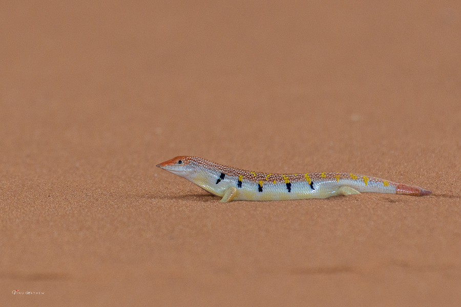 Birds of Saudi Arabia: Eastern (Sandfish) Skink – Record by Vinu Mathew