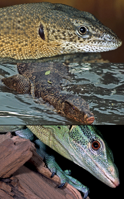 Serpent Research: Evolution in Body Size in Monitor Lizards