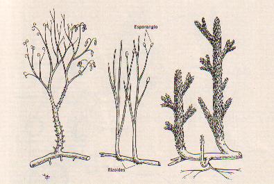 Embryophytas: Psilophyta