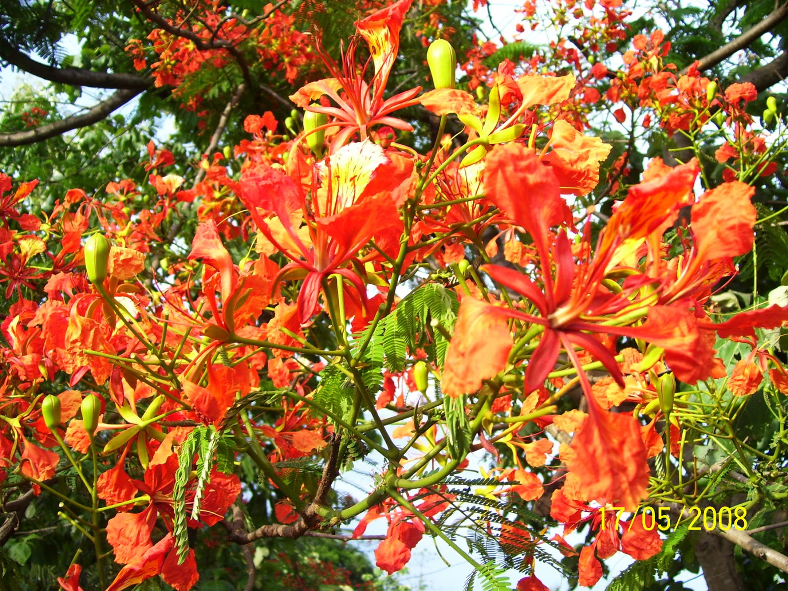 flowers and flowers: FLOWER IN TREES