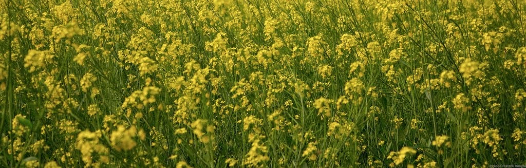 Sarso Da Saag - Village life in Punjab, Pakistan - Karamat Adeel