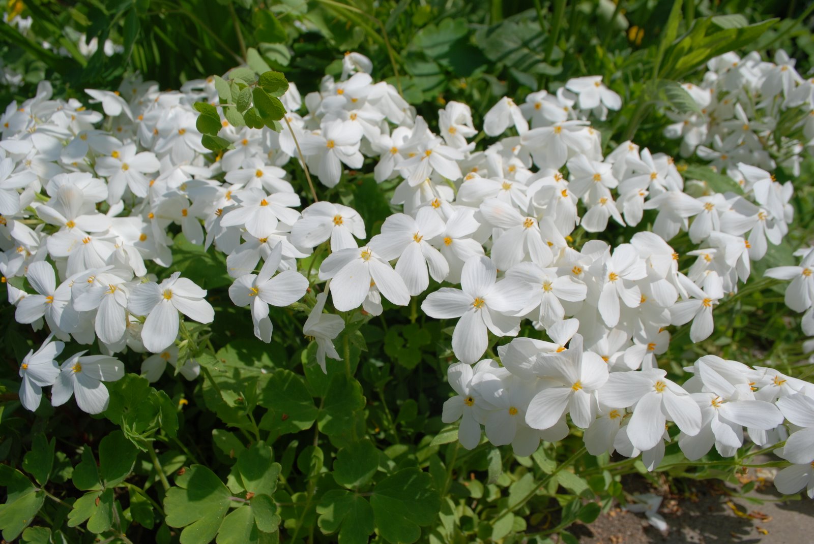 Koristepuutarhurin pihalla: Valkoinen rönsyleimu