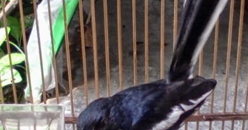 MENGENAL JENISJENIS BURUNG KACER DARI BANYAK SEKALI DAERAH - PANDUAN BURUNG