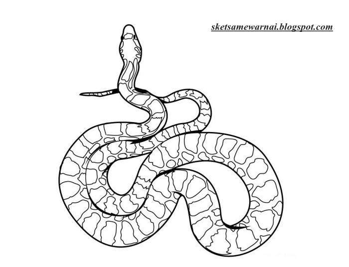 Ular Mewarnai Schlangen Snake Serpientes Slangen Serpiente Kleurplaten ...