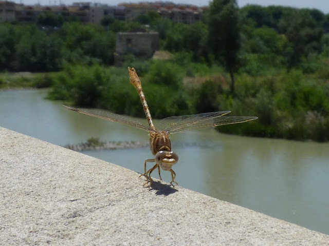 Onychogomphus costae