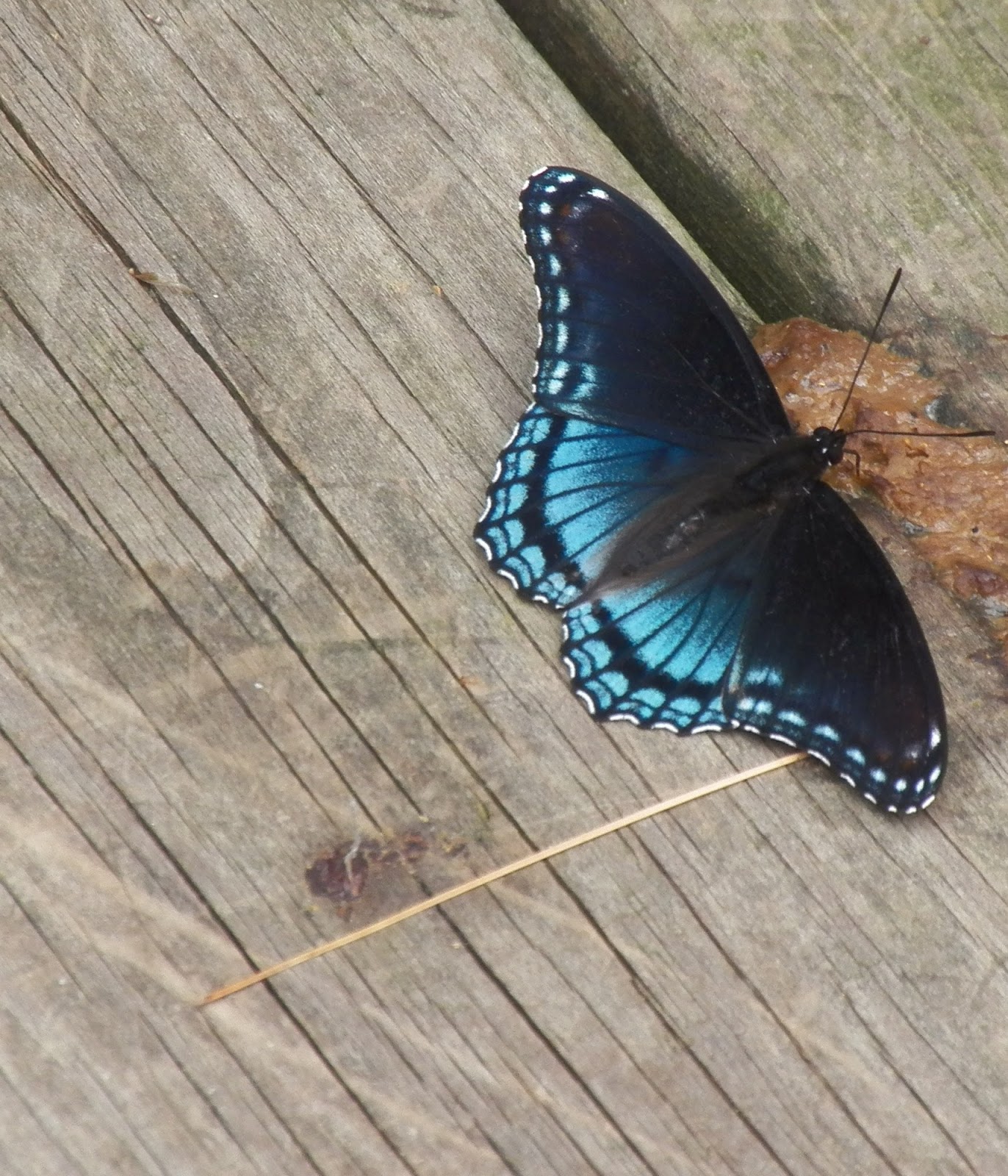 Taking the Time: My Black Butterflies