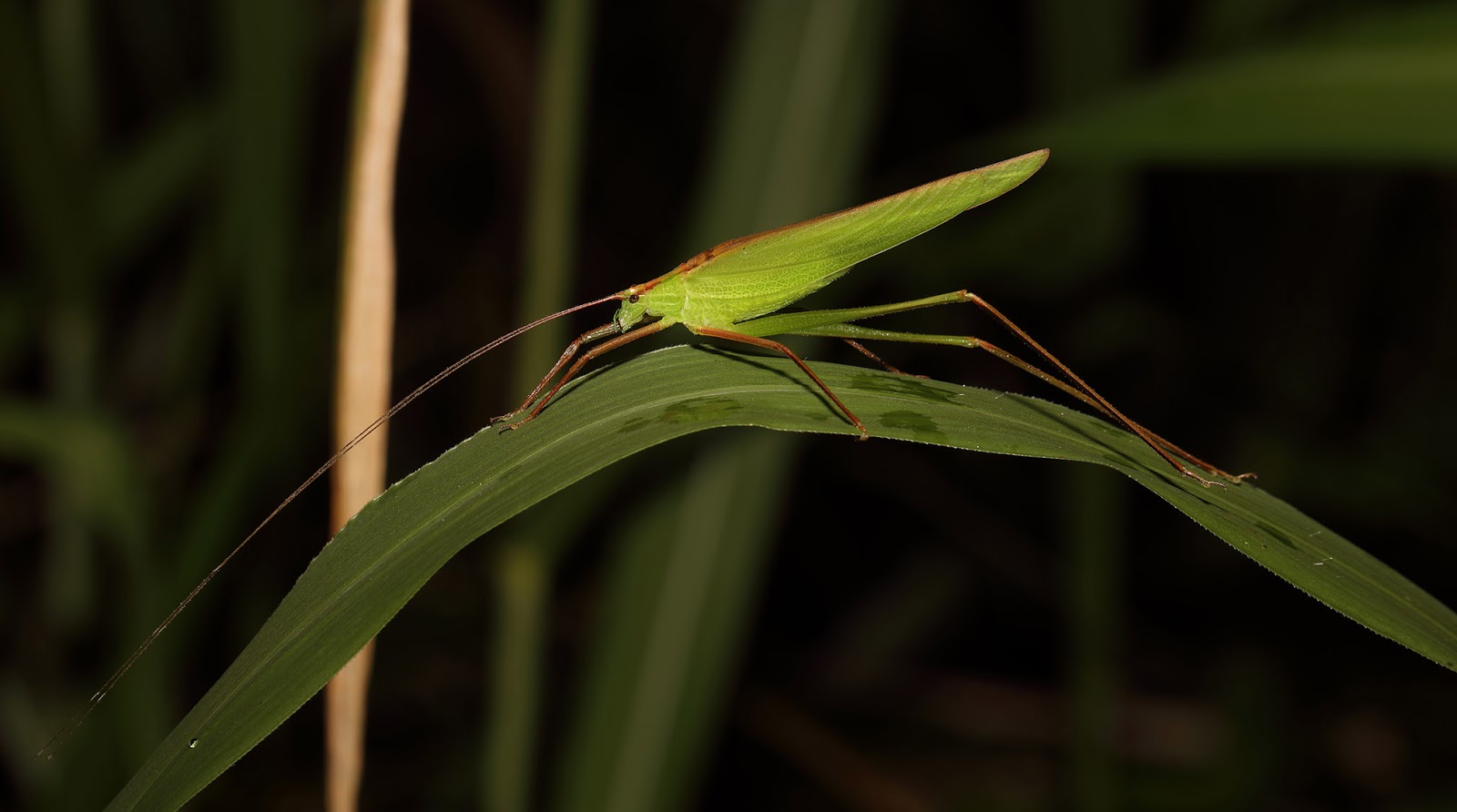 BunyipCo: A New Name for a Common Katydid