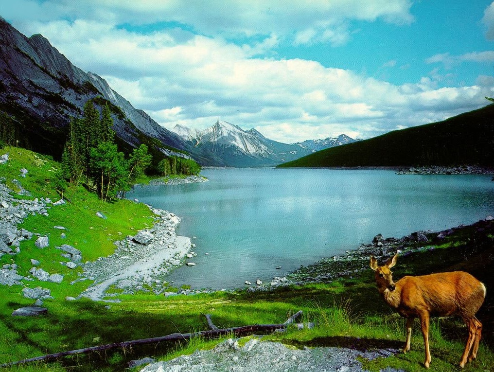 wallpaper zh: Nature Wallpapers-Nature Sweet Wallpapers