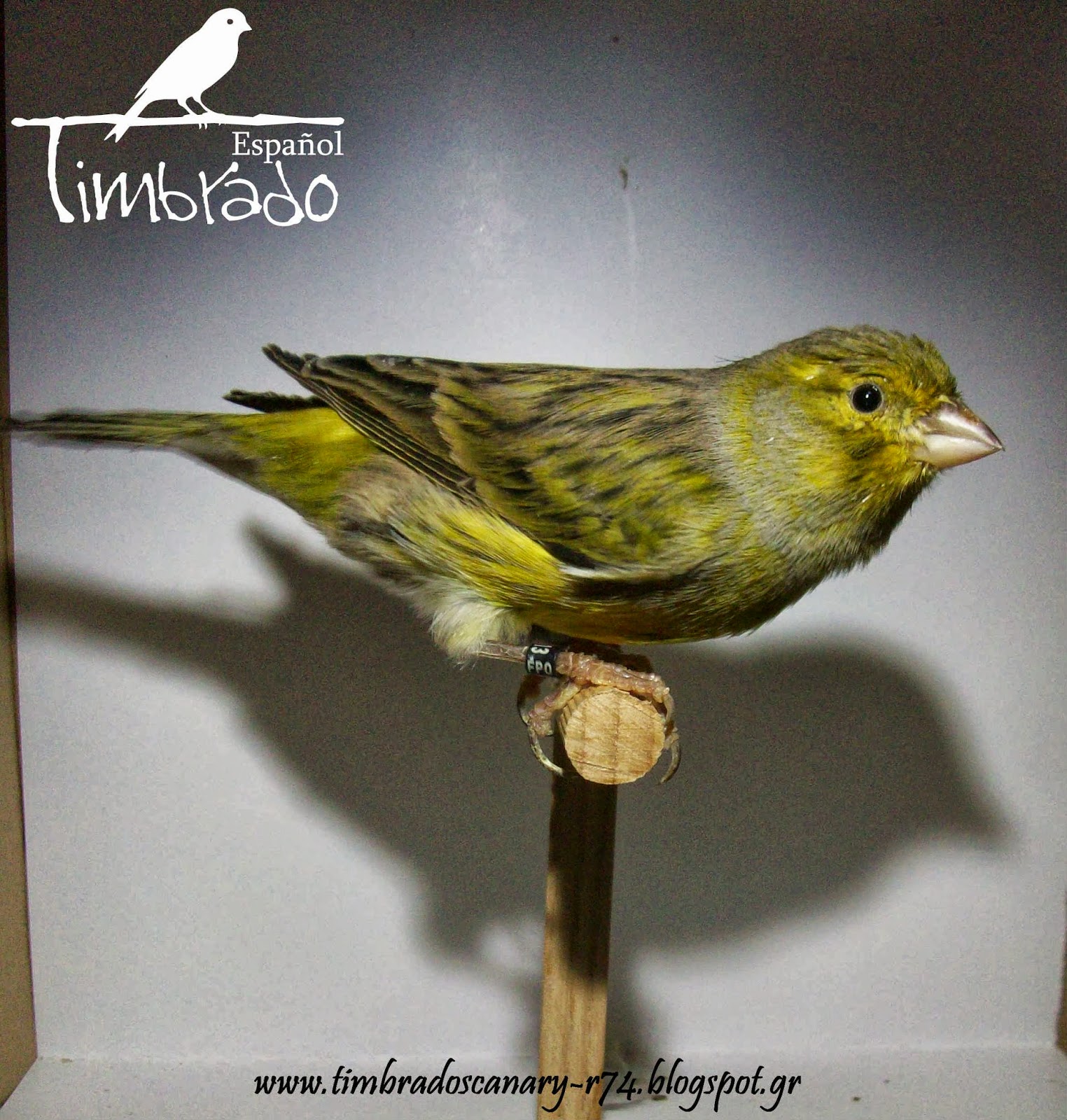 Timbrado Español Original - The Spanish song canary - Ισπανικό καναρίνι ...