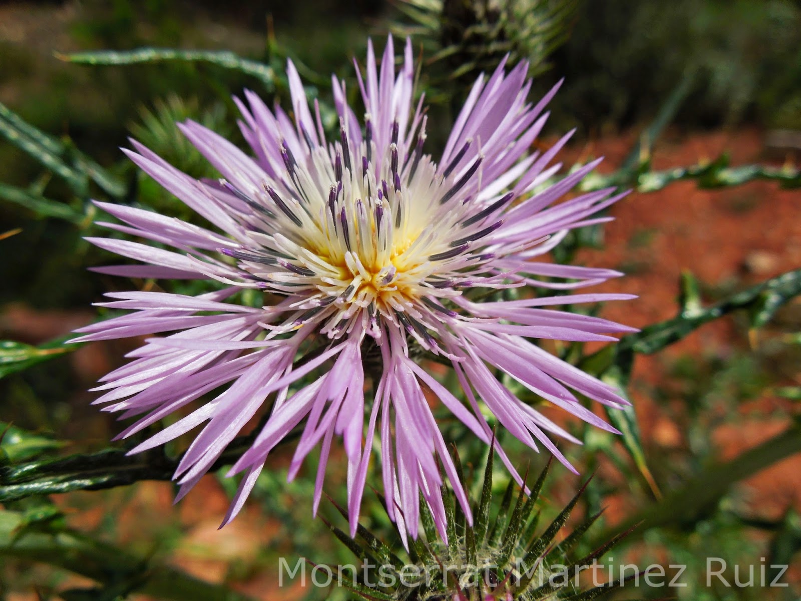 CARDOS: BLANCO, AZUL y NEGRO - BOTÀNIC SERRAT
