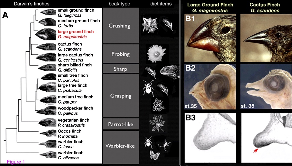The Tree of Life: Nice timing: Our paper on the Darwin's Finch genome ...