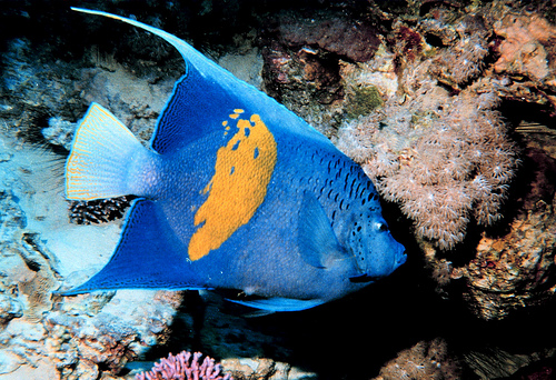 List of all fishes with all information, pictures and videos: Blue moon ...