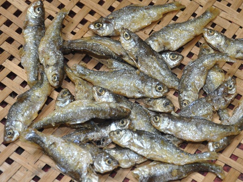 Nama-Nama Ikan Air Tawar Terlengkap dari A - Z - Info seputar Ikan