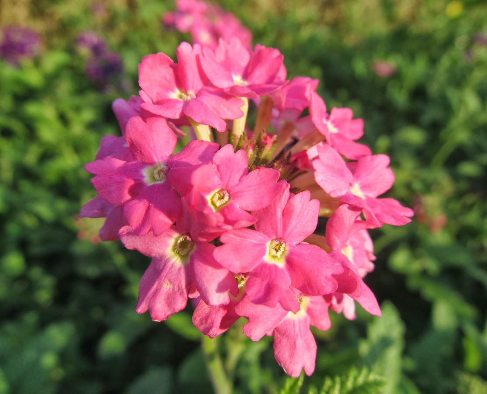NATURAL & UNIQUE PHOTOGRAPHY: VERBENA FLOWERS