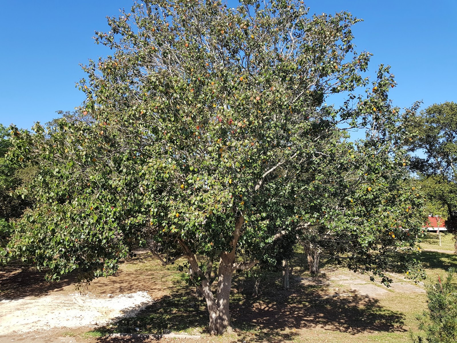Hibiscus survives high winds and Cuban cigars