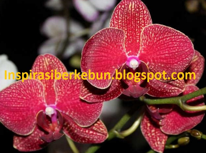 Cara Menanam Bunga Anggrek - Inspirasi Berkebun