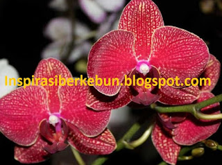 Cara Menanam Bunga Anggrek - Inspirasi Berkebun
